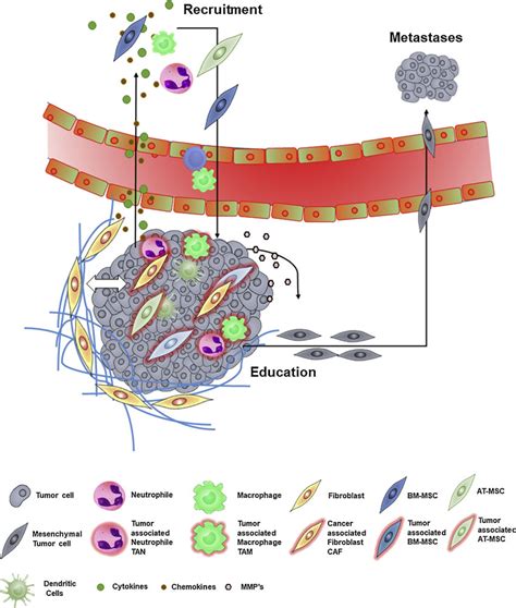 Schematic Illustration Of Each Step Involved In The Metastatic Spread