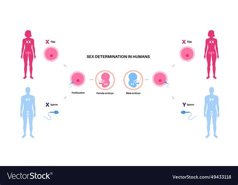 Sex Determination In Humans Royalty Free Vector Image