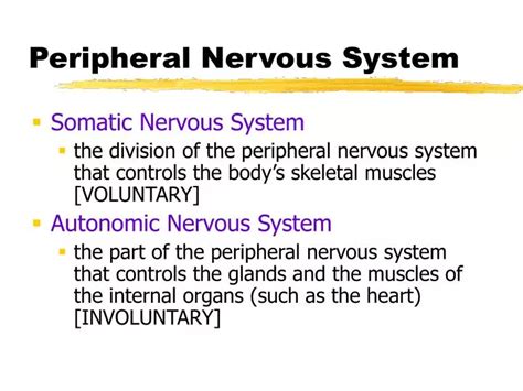 Ppt Peripheral Nervous System Powerpoint Presentation Free Download