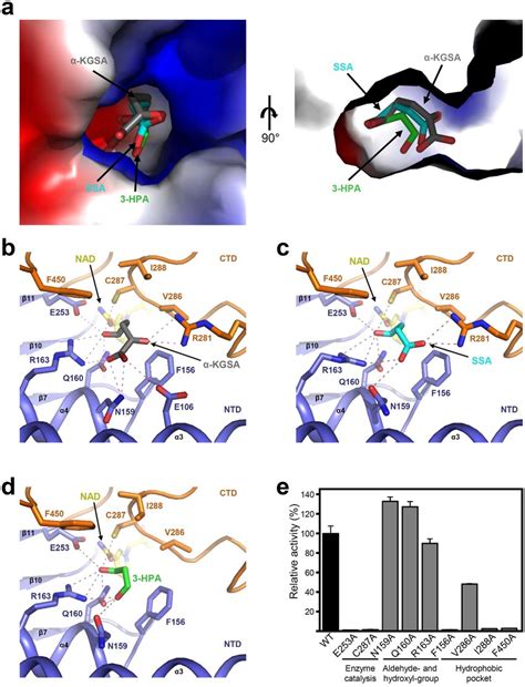 Substrate Binding Mode Of Abkgsadh A Electrostatic Potential Surface