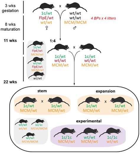 Frontiers Rapid Knockout And Reporter Mouse Line Generation And
