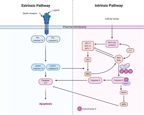 9 Schematic Representation Of The Extrinsic And Intrinsic Apoptosis