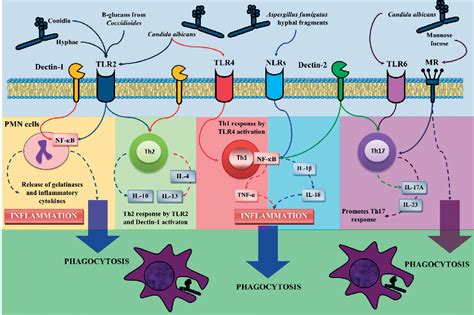 Figure 2 From Physiology And Pathology Of Innate Immune Response