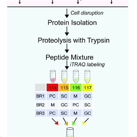 Experimental Workflow Used For The Quantitative Proteomic Analysis Of