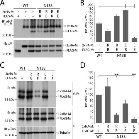 Dimerization And Vlp Formation Efficiencies Of Heterodimeric M