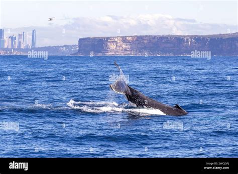 Whale Watching New South Wales Australia Migration Of Humpback Whales