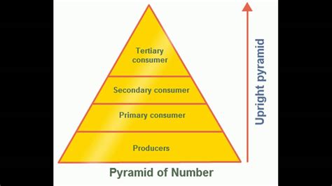 pyramid of numbers youtube