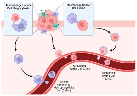 Cancers Free Full Text Circulating Cells With Macrophage Like