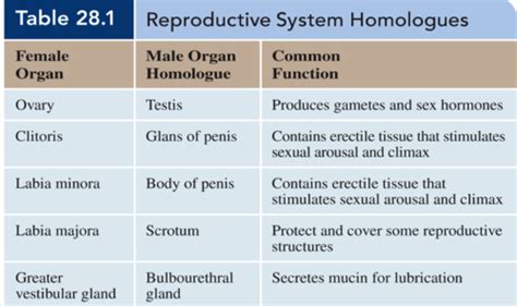 Reproductive System Flashcards Quizlet