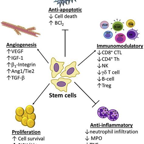 Classification Of Stem Cells Download Scientific Diagram
