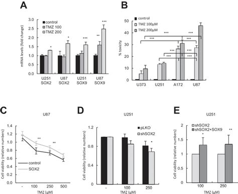 Effect Of Tmz Treatment In Glioma Cells With Different Activity Of Sox2