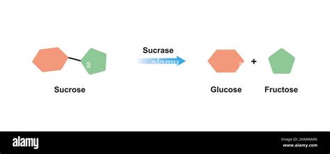 Illustration Of A Sucrase Enzyme Breaking A Sucrose Sugar Molecule Down