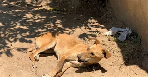 World Rabies Day New Campaign Launched To Eradicate Ancient And Deadly