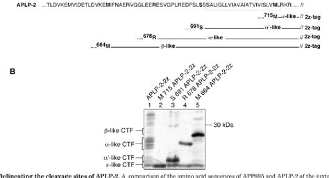 Figure 3 From The Proteolytic Processing Of The Amyloid Precursor