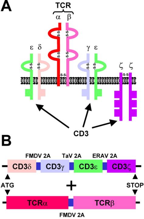 Self Processing Polyproteins To Reconstruct The Tcr Cd3 Open I