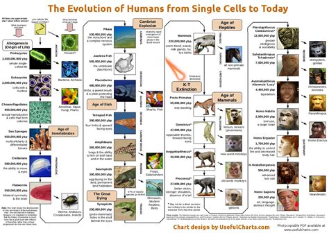 Human Evolution From Single Cells Human Evolution Evolution History