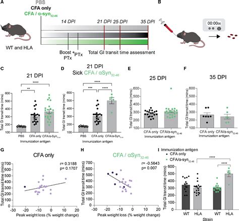Interaction Of An α Synuclein Epitope With Hla Drb1∗15 01 Triggers