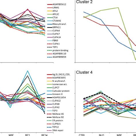 K Means Clustering Analysis Of The Expressional Profiles Of The Genes