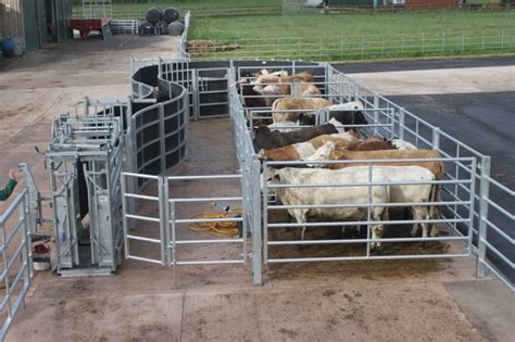 Fixed Cattle Handling Systems Cattle Handling Iae Agriculture