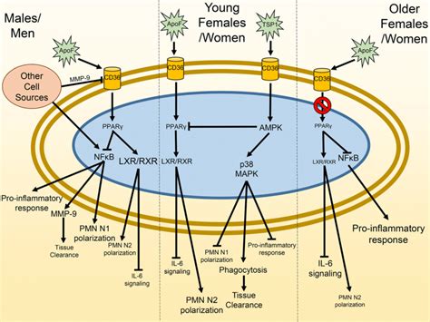 of sex dependent differences in cardiac remodeling after myocardial