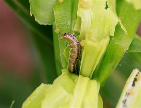 How To Diagnose A Pest Problem Using The Diagnostic Tool