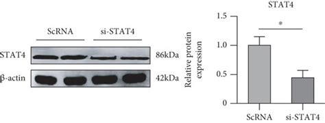 Stat4 Silencing Abolishes Il12p35 Mediated Inflammatory Responses And