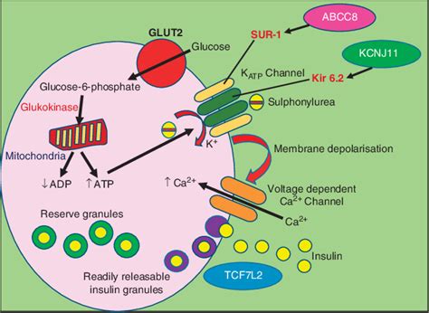 Insulin Secretion Diagram