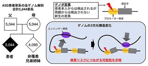 ゲノム変異における「バタフライエフェクト」 理化学研究所