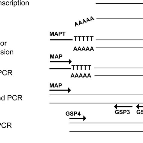 Diagram Of 5 Race To Isolate Full Length Cdna Gsp Gene Specific