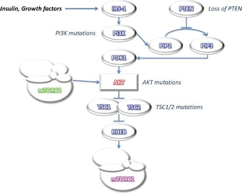 Akt Activation Releases Rheb From The Inhibitory Effects Of Tsc1 2 Thus