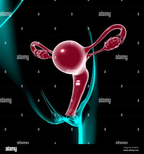 Female Reproductive System Anatomy For Medical Concept 3d Illustration