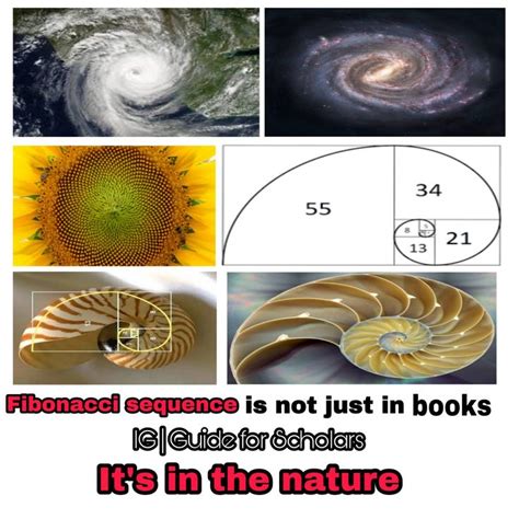 fibonacci sequence fibonacci sequence fibonacci nature words