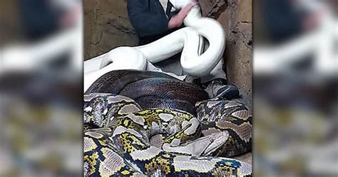 bloke jumps into cage with three giant pythons unsurprisingly finds