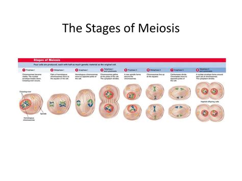 Ppt Chapter 11 Meiosis And Sexual Reproduction Powerpoint