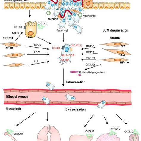 Effect Of Neutralizing Cxcr4 And Stromal Cell Derived Factor 1 Sdf 1