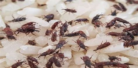 Insect Pests Of Stored Grain And Their Management