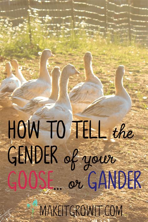 How To Tell The Gender Of Your Goose Or Gander Goose Goose House