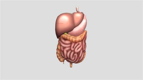 Human Organs Download Free 3d Model By Mkhasant [0353166] Sketchfab