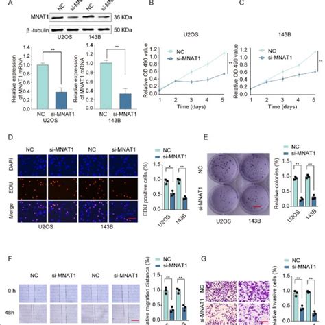 Mnat1 Knockdown Suppressed Os Cell Proliferation And Migration A The