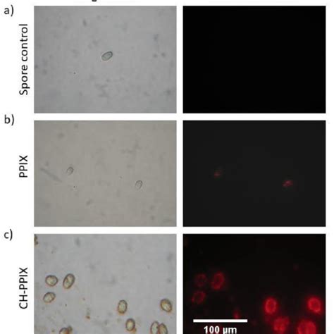 Ftir Spectra Of Ppix Black And Ch−ppix Red With The Most Relevant