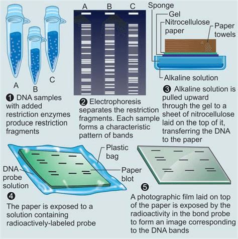 Process Of Rflp Analysis Fig 3 Principle Of Pcr Download Scientific