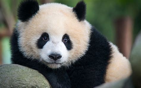 así fue cómo el pulgar del panda evolucionó dos veces noticias y