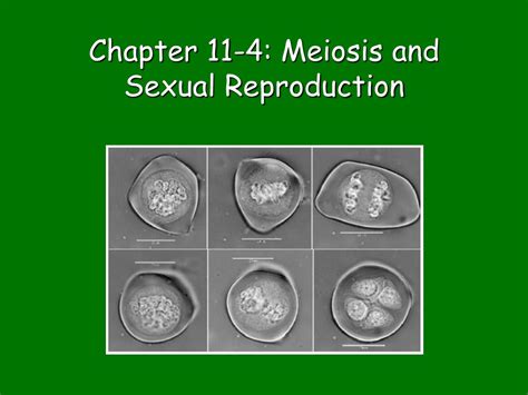 Ppt Chapter 11 4 Meiosis And Sexual Reproduction Powerpoint