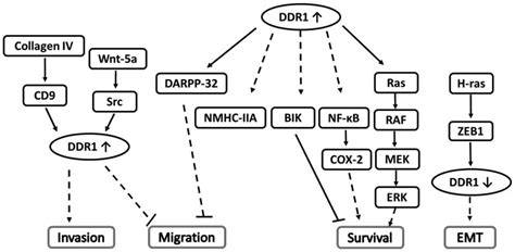 Discoidin Domain Receptors Ddr1 And Ddr2 Activators And Inhibitors