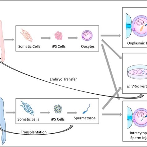Differentiation Pathway From Human Ips Cells To Germ Cells Human Ips