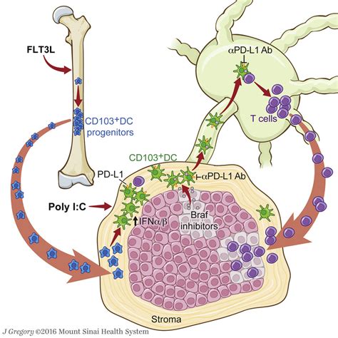 Expansion And Activation Of Cd103 Dendritic Cell Progenitors At The