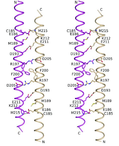 Stereo View Of The Interactions Between Two Antiparallel Helices The