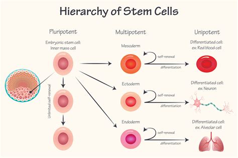 Potency Hierarchy Of Stem Cells 7165629 Vector Art At Vecteezy