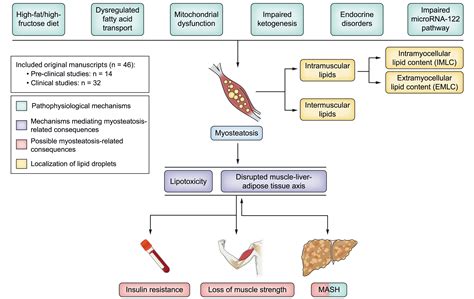 Myosteatosis Diagnosis Pathophysiology And Consequences In Metabolic