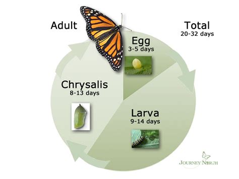 Slideshow Overview The Monarchs Spring Migrationl A Race Against Time